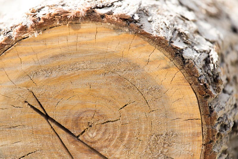 Cut the tree crown stock image. Image of rough, industry - 101026673