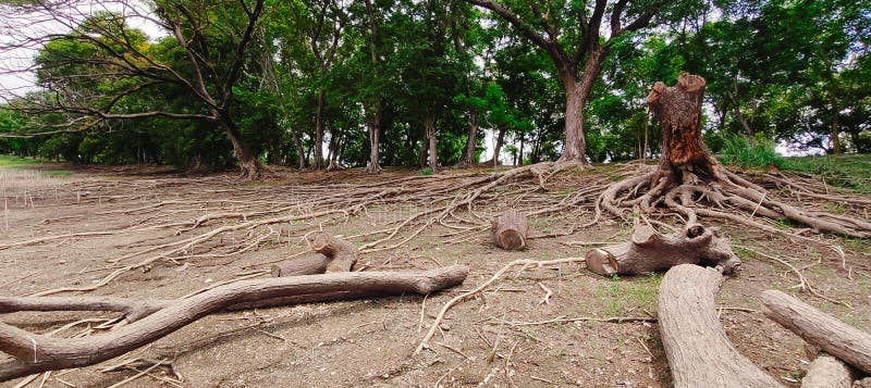 Cut Tree Deforestation and Tree Roots Stock Photo - Image of trees ...