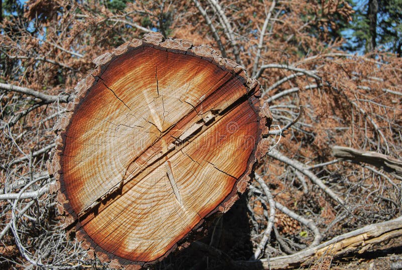 Cut Tree with Detail of Age Rings Stock Photo - Image of slice, detail ...