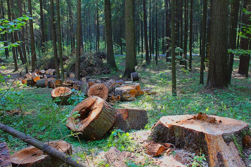 Cut tree stock photo. Image of fallen, spruce, pine, heartwood - 69172364