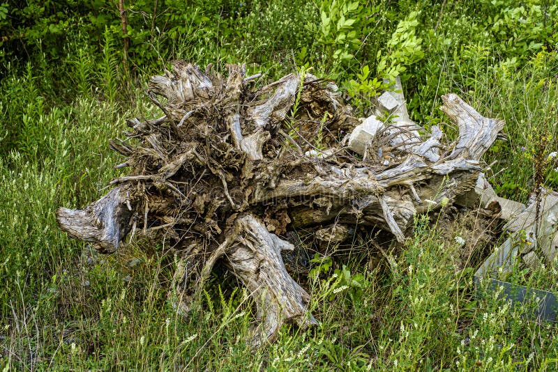 Cut Tree in a Field with Roots Torn from the Ground Stock Photo - Image ...