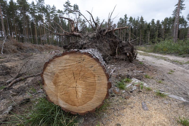 Cut tree in forest stock image. Image of outdoors, forest - 264589941
