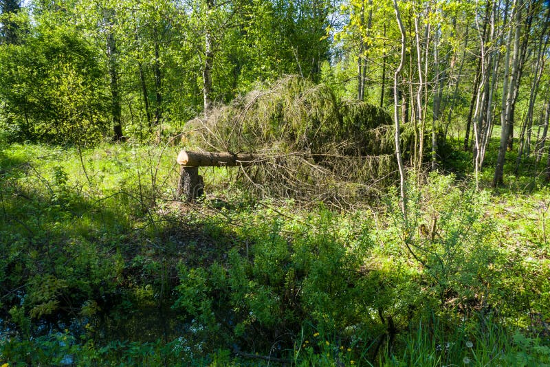 Cut Tree in the Forest in Spring in Clear Weather Stock Photo - Image ...