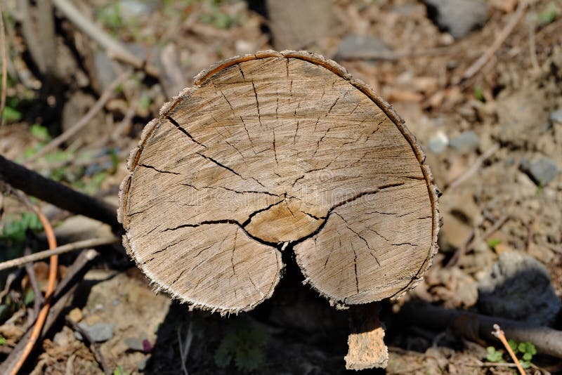 A Cut of a Tree in the Form of an Inverted Heart in Sunlight Stock ...