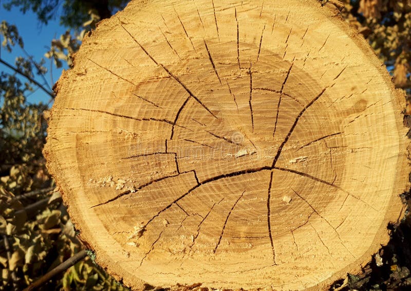 Cut of a Tree with Growth Rings, Age of a Tree Stock Photo - Image of ...
