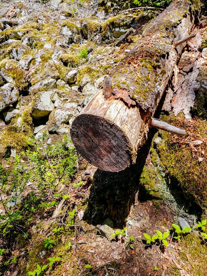 Cut Tree Log on Forest Ground Covered in Moss Stock Image - Image of ...