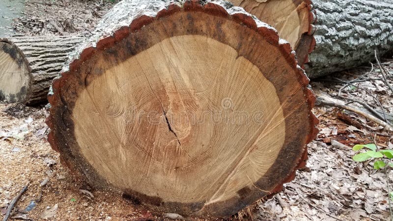 Cut Tree Log or Stump with Brown Leaves Stock Image - Image of brown ...
