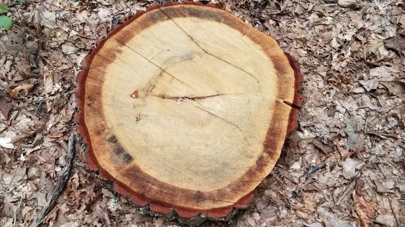 Cut Tree Log or Stump with Brown Leaves Stock Image - Image of sliced ...