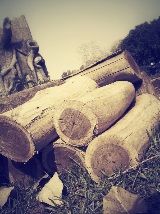 Tree logging. stock photo. Image of freshly, round, wood - 38101686