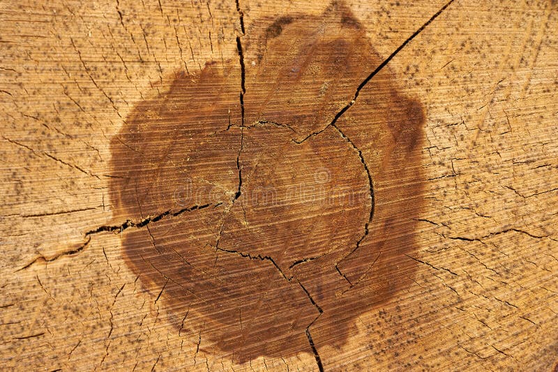 Cut Tree Logs. Close-up on Tree Rings and Texture Stock Image - Image ...