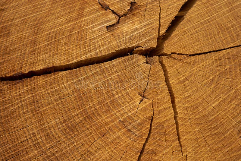 Cut Tree Logs. Close-up on Tree Rings and Texture Stock Photo - Image ...