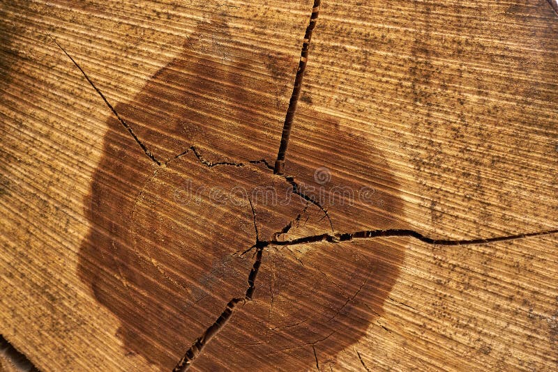 Cut Tree Logs. Close-up on Tree Rings and Texture Stock Image - Image ...