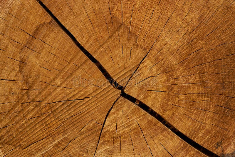 Tree cut up into logs stock image. Image of segment - 188095851