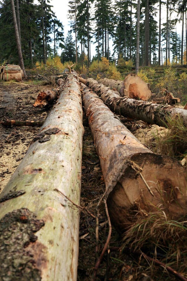 Cut tree logs stock image. Image of country, burning - 35403467