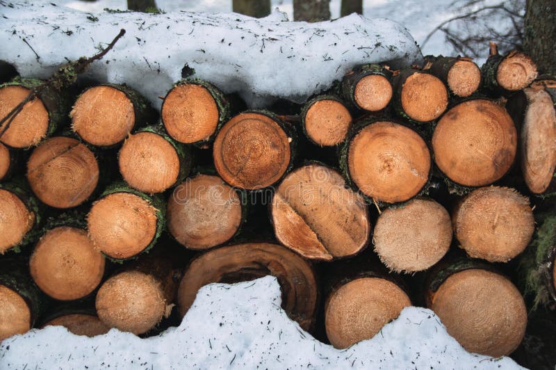 Cut Tree Logs Stacked on Snow Winter Time and Forest Stock Image ...