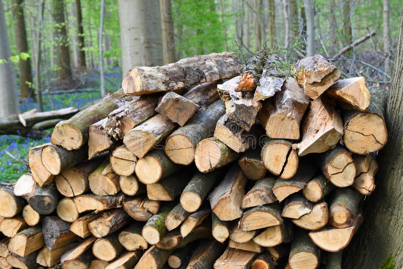 Cut Tree Logs Stacked Up in the Forest. Stock Photo - Image of forest ...