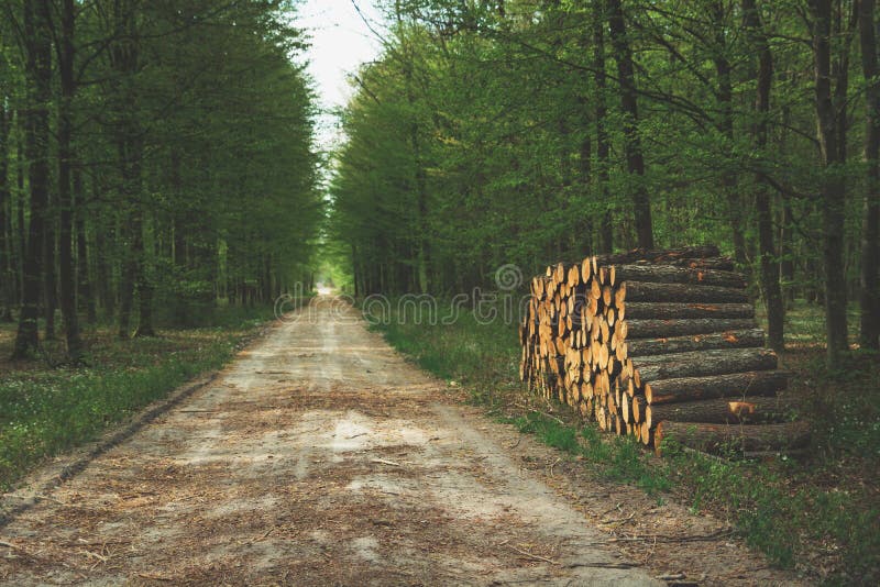 Cut Tree Lying by the Road in the Forest Stock Photo - Image of path ...