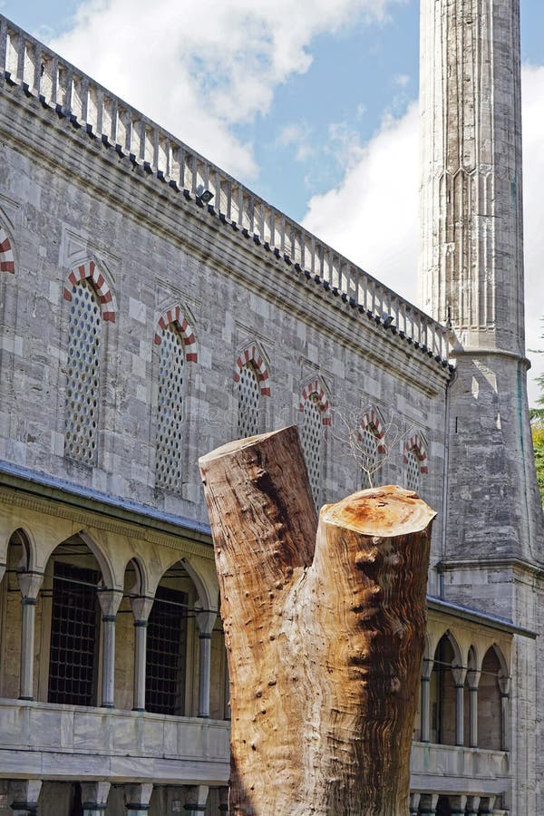 Cut tree mosque stock photo. Image of damage, wood, wooden - 267844132