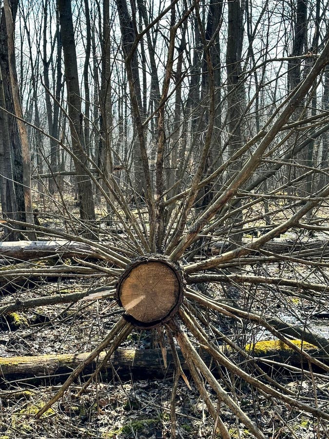 Cut Tree with Multiple Branches Laying on the Ground in a Forest Stock ...