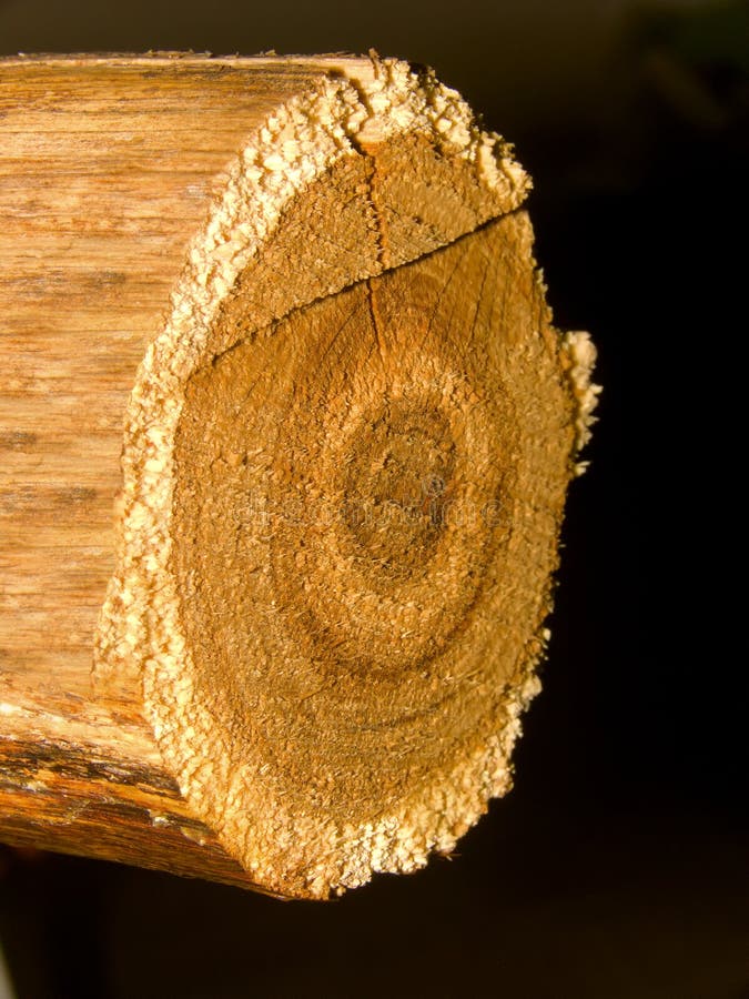 Cut of a tree an oak stock image. Image of sharp, fibre - 7662769