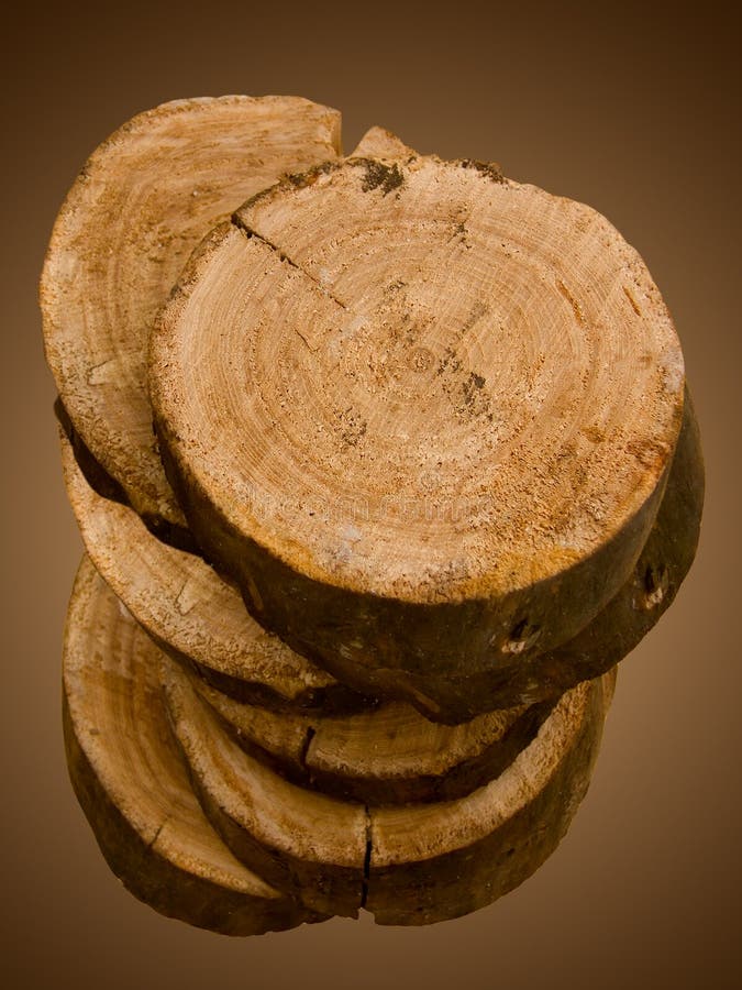 Cut of a tree an oak stock image. Image of cellulose, trunk - 7668775