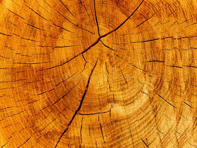 Cut Of A Tree An Oak Picture. Image: 9303672