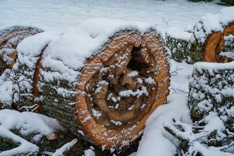 A Cut Tree with a Rotten Center Stock Image - Image of trees, trunks ...