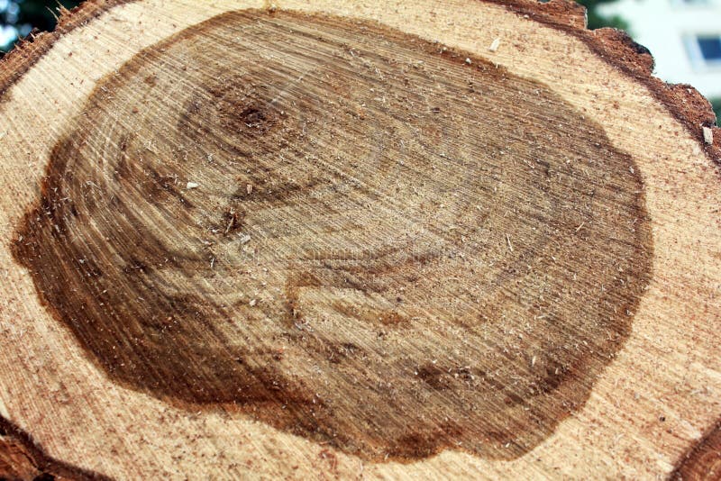 The Cut Tree with Rotten Core.the Cut of an Old Tree Stock Image ...