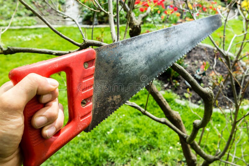 Cut the tree with a saw stock image. Image of lumberjack - 215422103