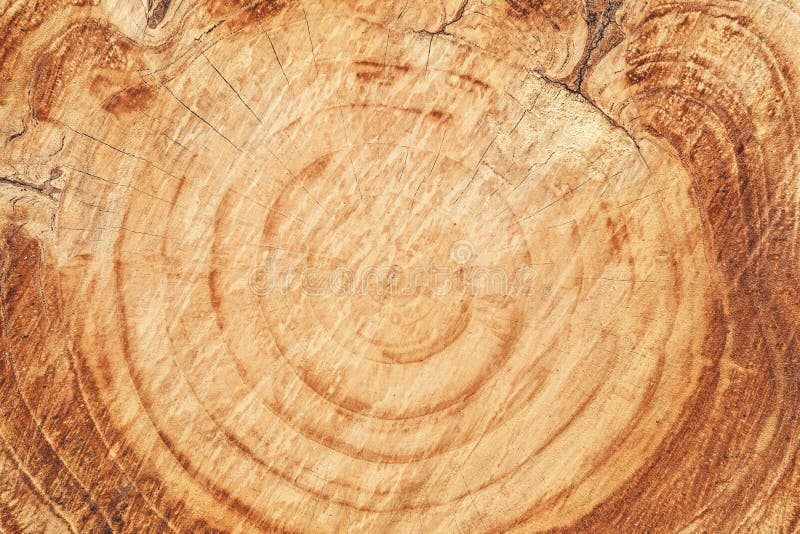 Tree log section stock photo. Image of close, background - 6725036