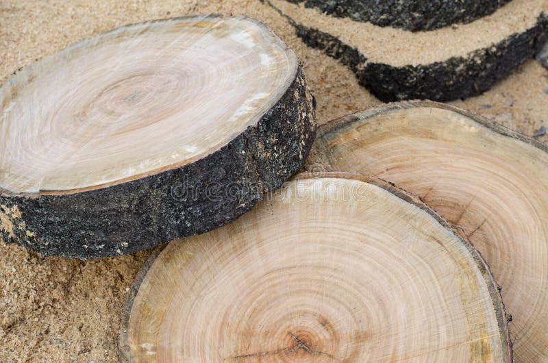 Cut a Tree. Slice. Wooden Slab. Tree Rings of the Trunk. Stock Photo ...