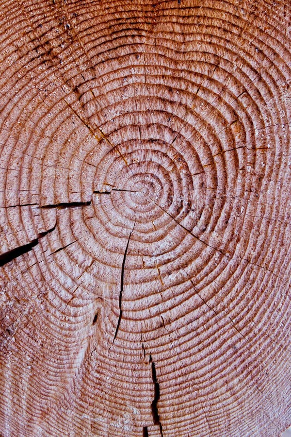 Cut of a tree structure stock image. Image of pattern - 48278795