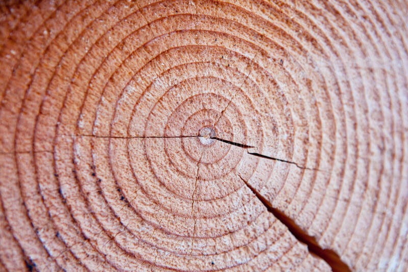 Cut of a tree structure stock photo. Image of material - 48278826