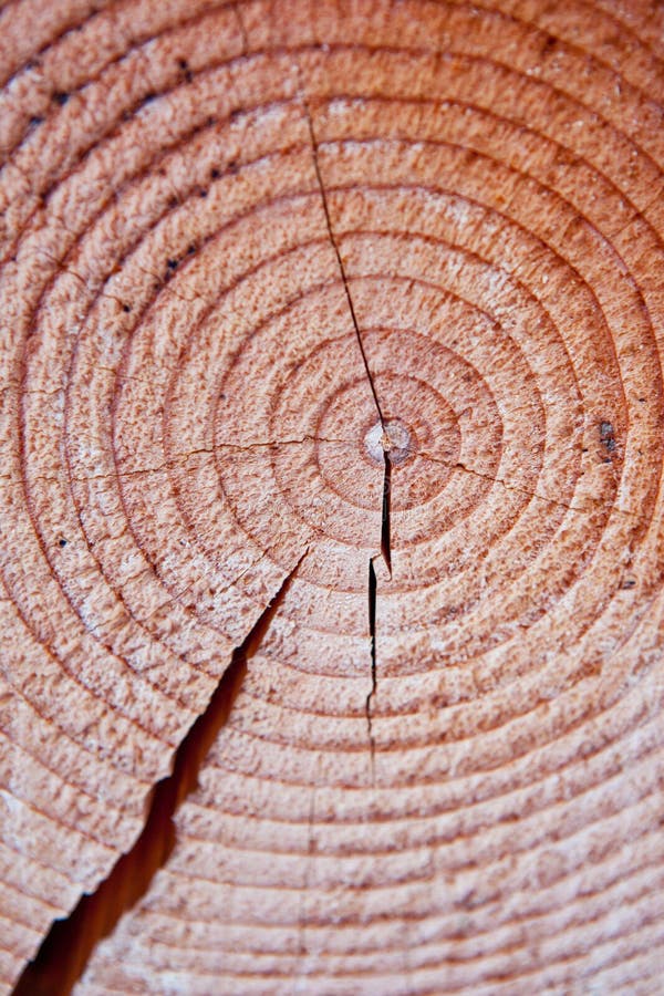 Cut of a tree structure stock image. Image of pattern - 48278919