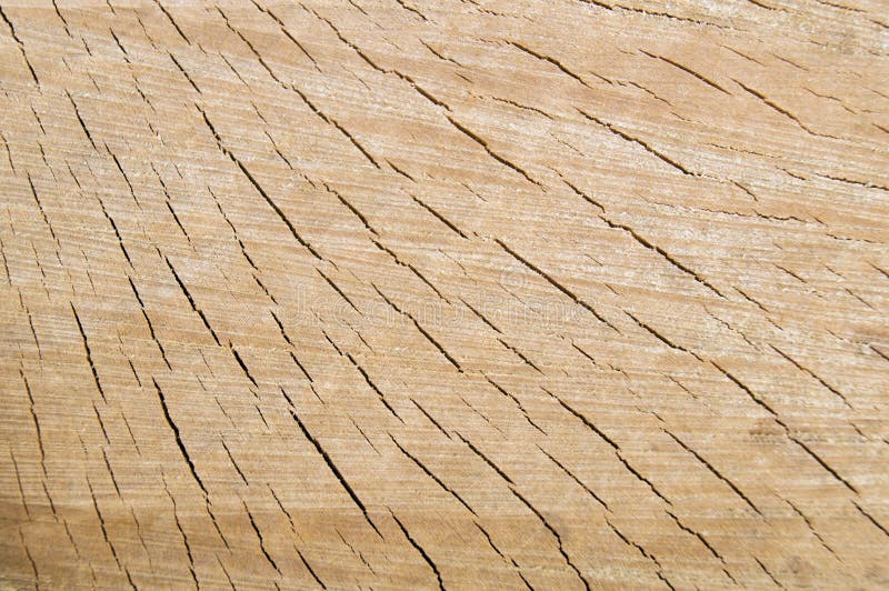 Cut Tree Structure in Cracks Stock Image - Image of definition, frames ...