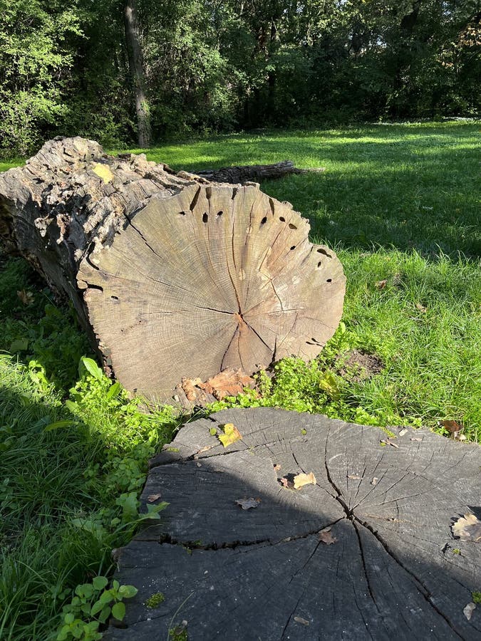 Cut tree stock image. Image of stump, tree, defining - 258635029