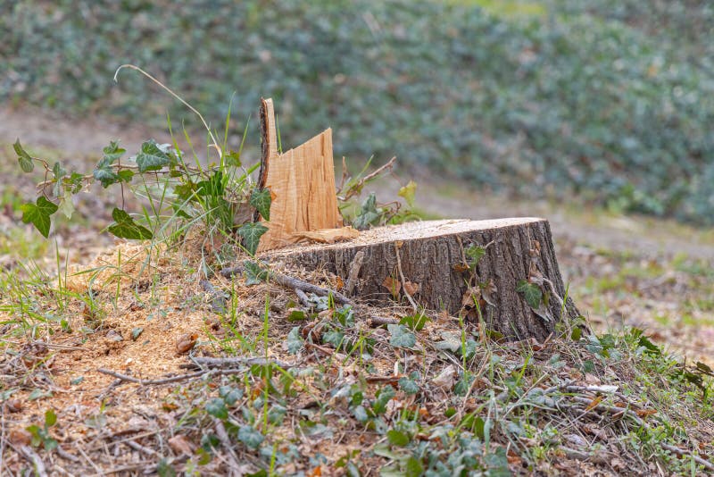 Cut Tree Stump stock photo. Image of timber, park, environment - 243777076
