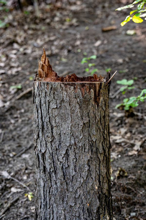Cut Tree Stump in the Forest Stock Photo - Image of stump ...