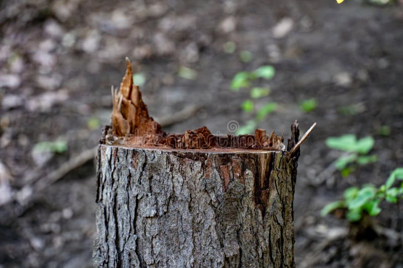 Cut Tree Stump in the Forest Stock Photo - Image of cutting ...