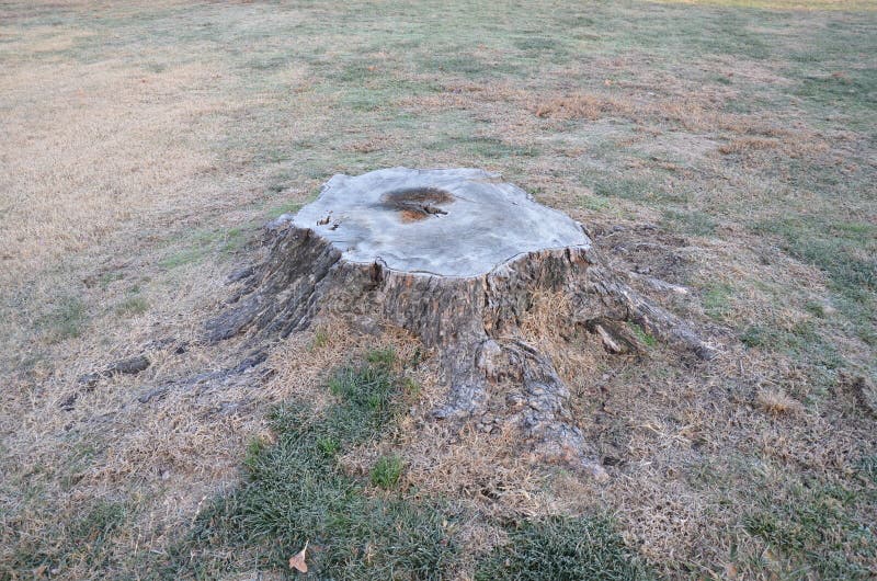 Cut Tree Stump on Ground with Grass or Lawn Stock Image - Image of ...