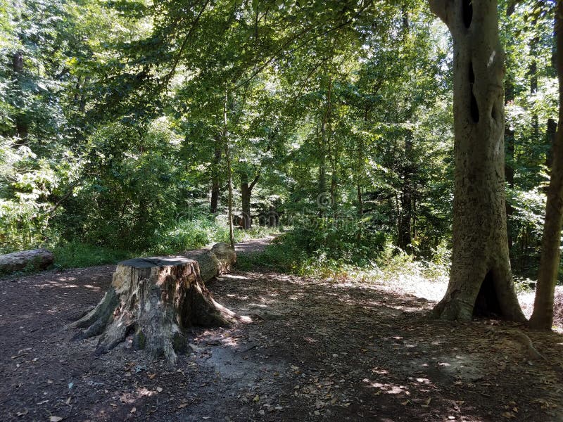 Cut Tree Stump with Path and Trees in Forest Stock Photo - Image of ...