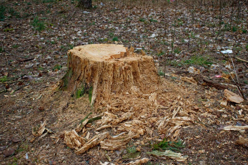 A Cut of a Tree, a Stump from a Pine. the Concept of Cutting Down Trees ...