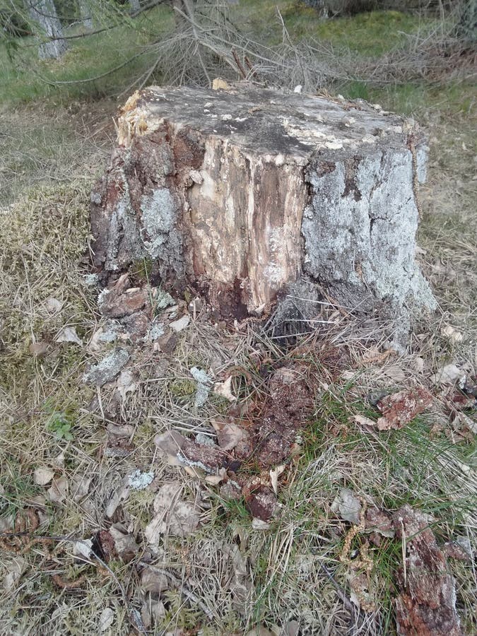 The tree stump in forest stock photo. Image of forest - 146803458