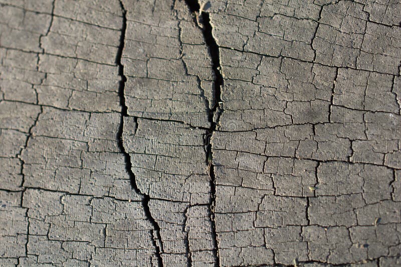 283 Plunk Tree Stock Photos - Free & Royalty-Free Stock Photos from ...