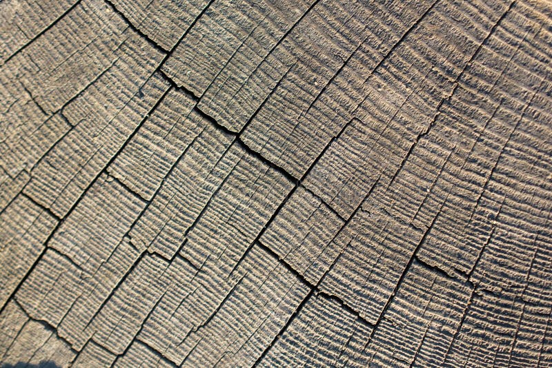 283 Plunk Tree Stock Photos - Free & Royalty-Free Stock Photos from ...