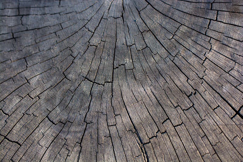 283 Plunk Tree Stock Photos - Free & Royalty-Free Stock Photos from ...