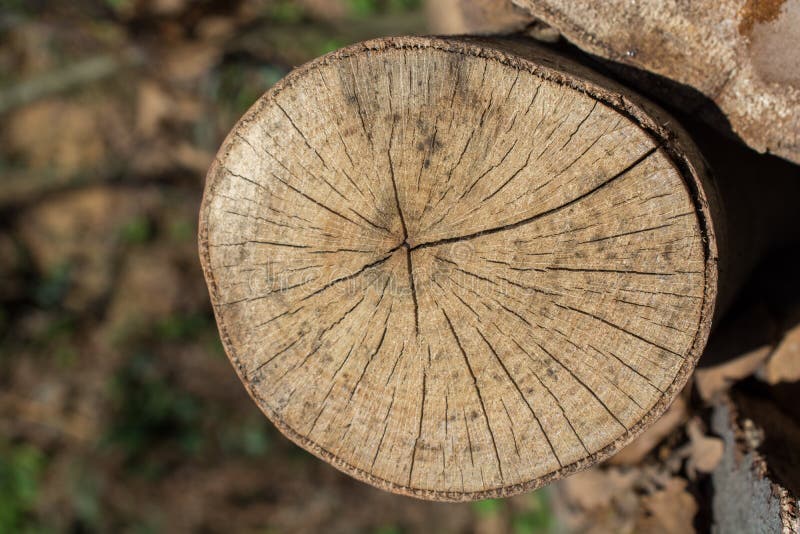 283 Plunk Tree Stock Photos - Free & Royalty-Free Stock Photos from ...