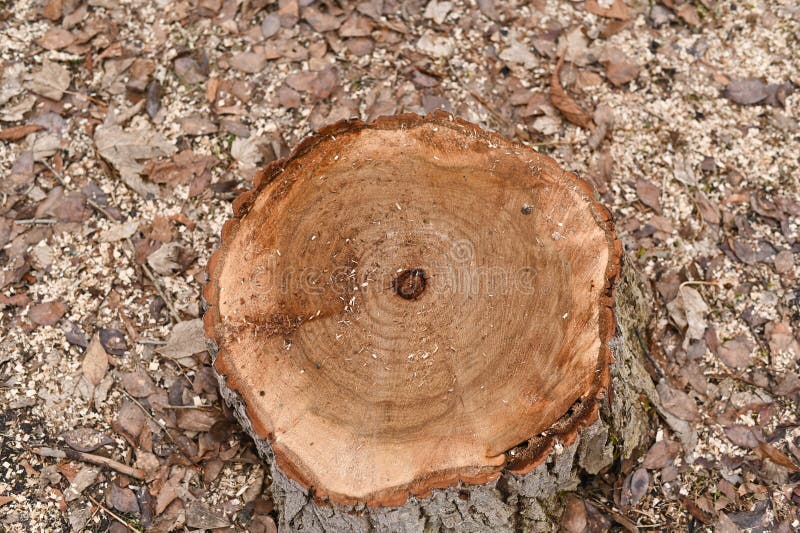 A Cut Tree Stump. View from Above Stock Photo - Image of wooden, stump ...