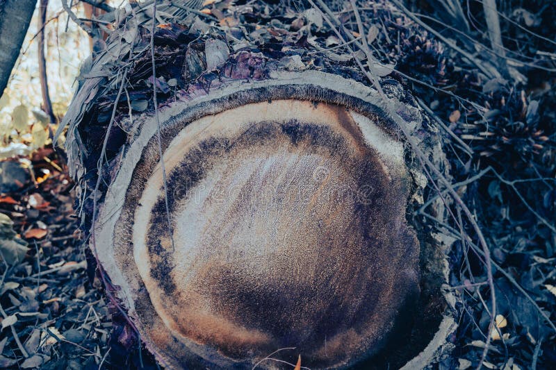 A Cut Tree Stump. View from Above Stock Image - Image of years, shape ...