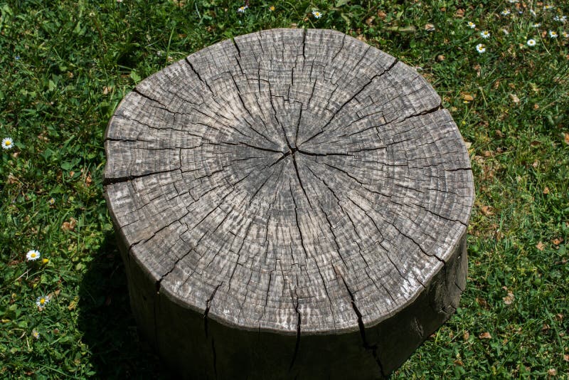 Stump - Top View. Cross Section of Tree Trunk Showing Growth Rings. Log ...